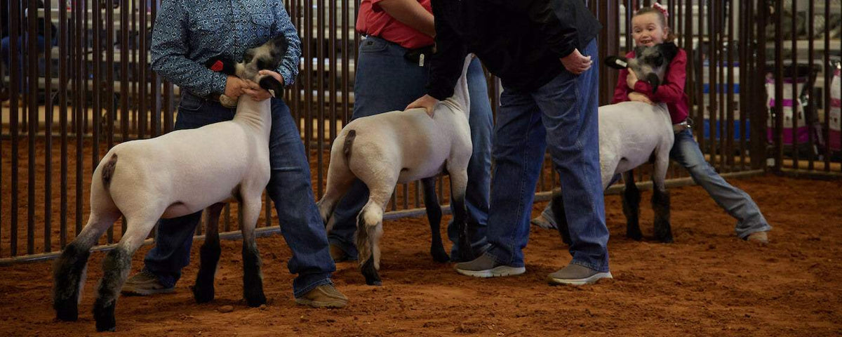 Showing Sheep + Goat | How To Prepare Animals for a Show