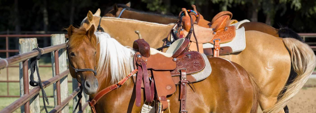 Types of Western Saddles | A Guide to the Different Types of Saddles