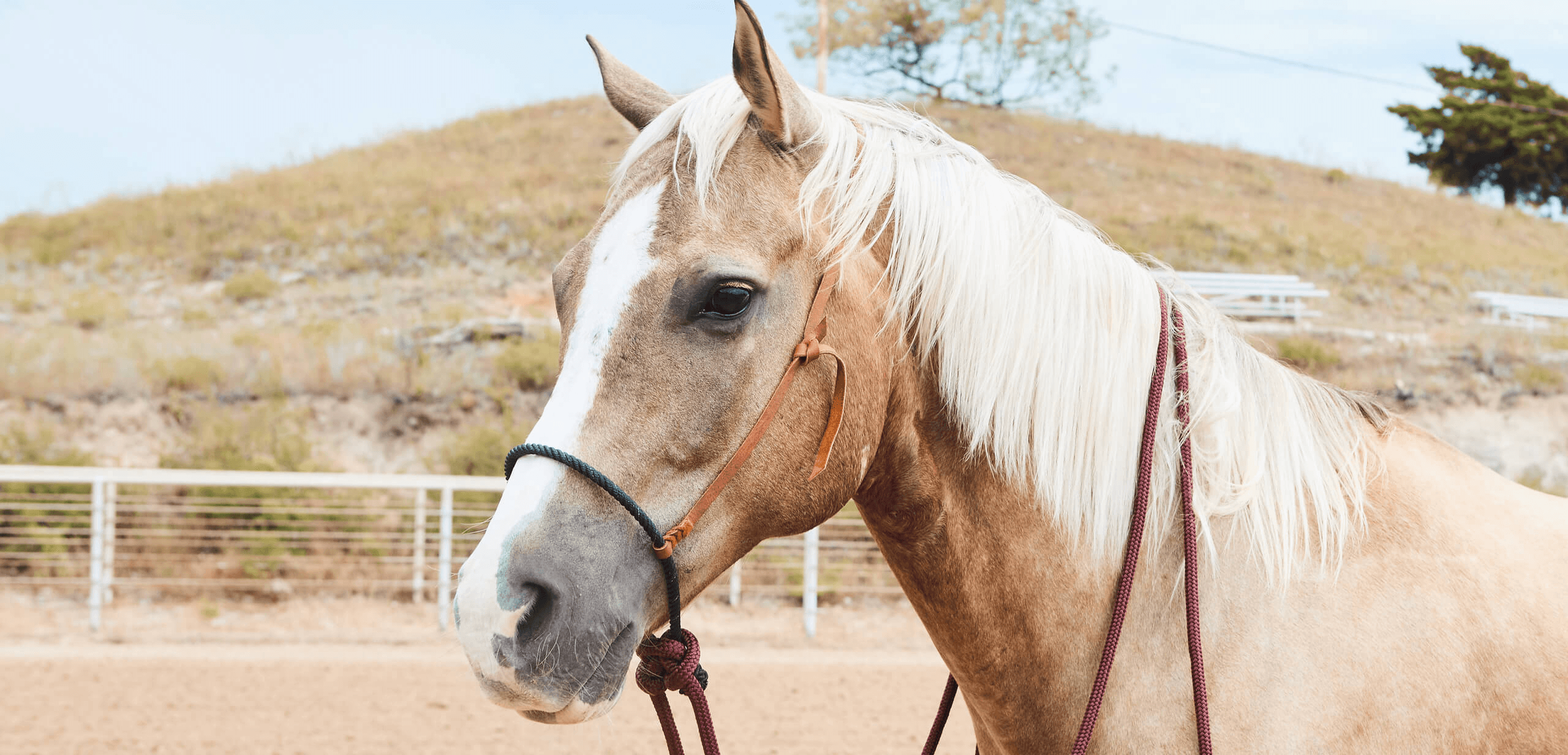 The Essential Guide for Using a Hackamore