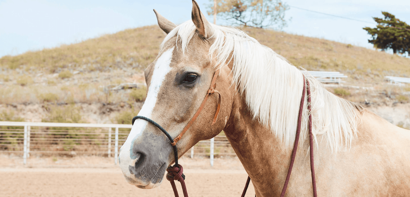 The Essential Guide for Using a Hackamore