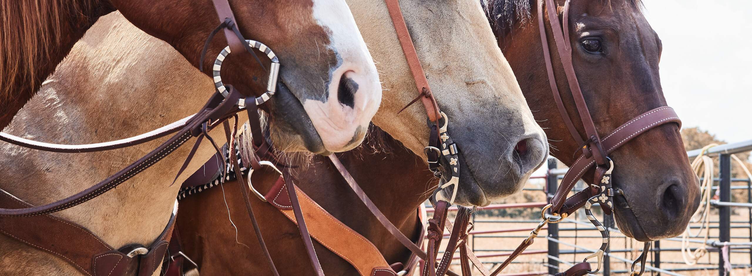 Top 10 Horse Bits | NRS World