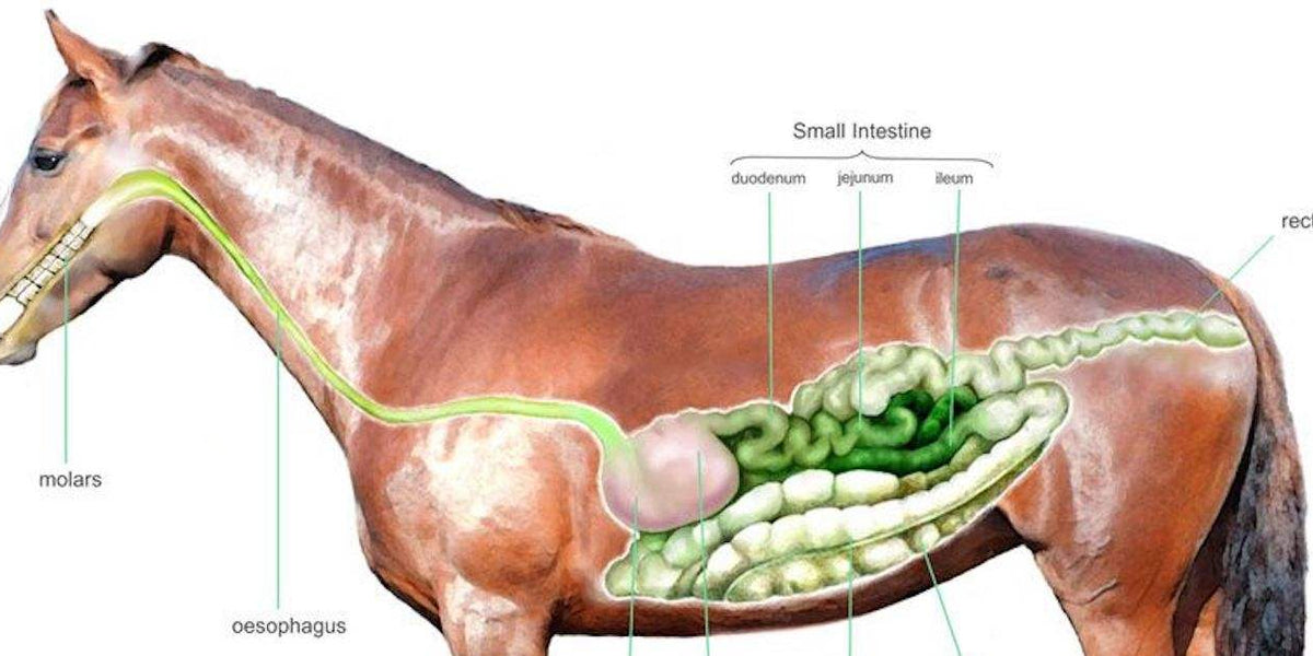 Understanding the Signs of Colic | NRS World