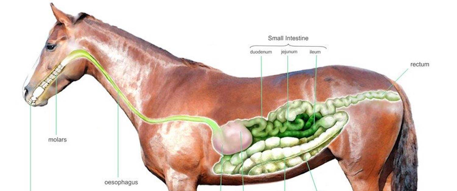 Understanding the Signs of Colic | NRS World