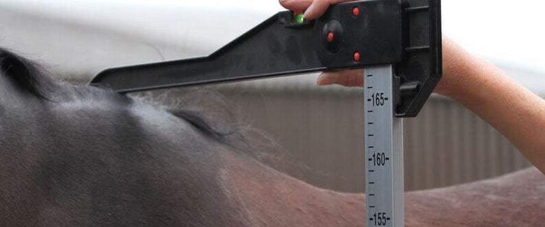 How to Measure Your Horse's Weight and Height