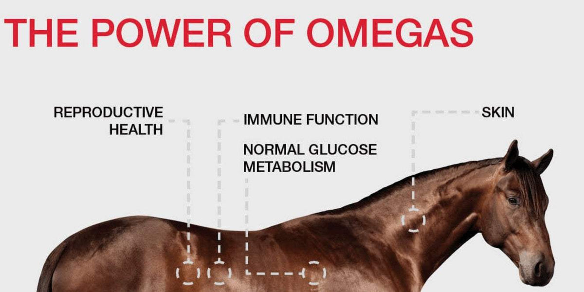 Introducing Purina Omega Match