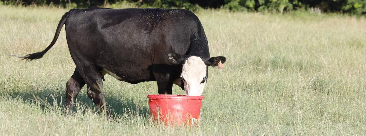 All About Livestock Protein Tubs | NRS World