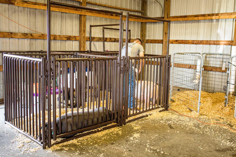 Tarter Expo Hog & Sheep Walk Through 6ft