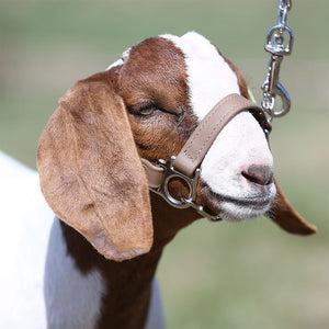Sullivan Supply First Class Halter - Lamb and Goat