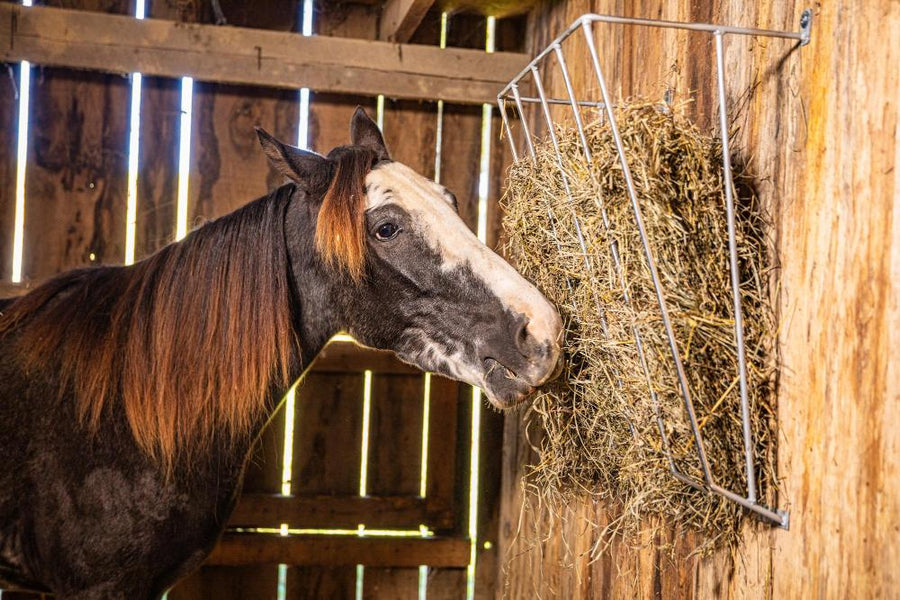 Tarter Wall Mount Manger Feeder