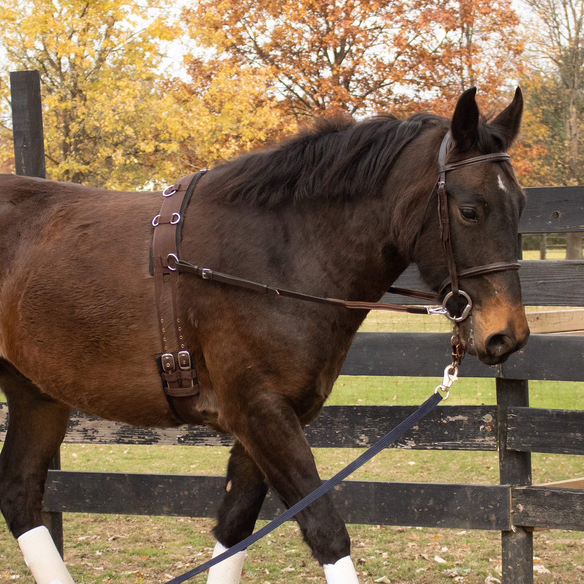 Tough 1 PVC Nyloprene Horse Training Surcingle