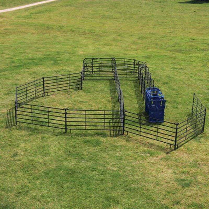 Cattle Corral System Layout Livestock Handling Facilities Designs