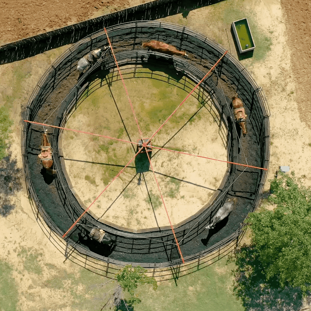 Westland Horse Walkers 6 Walker Hot Walker