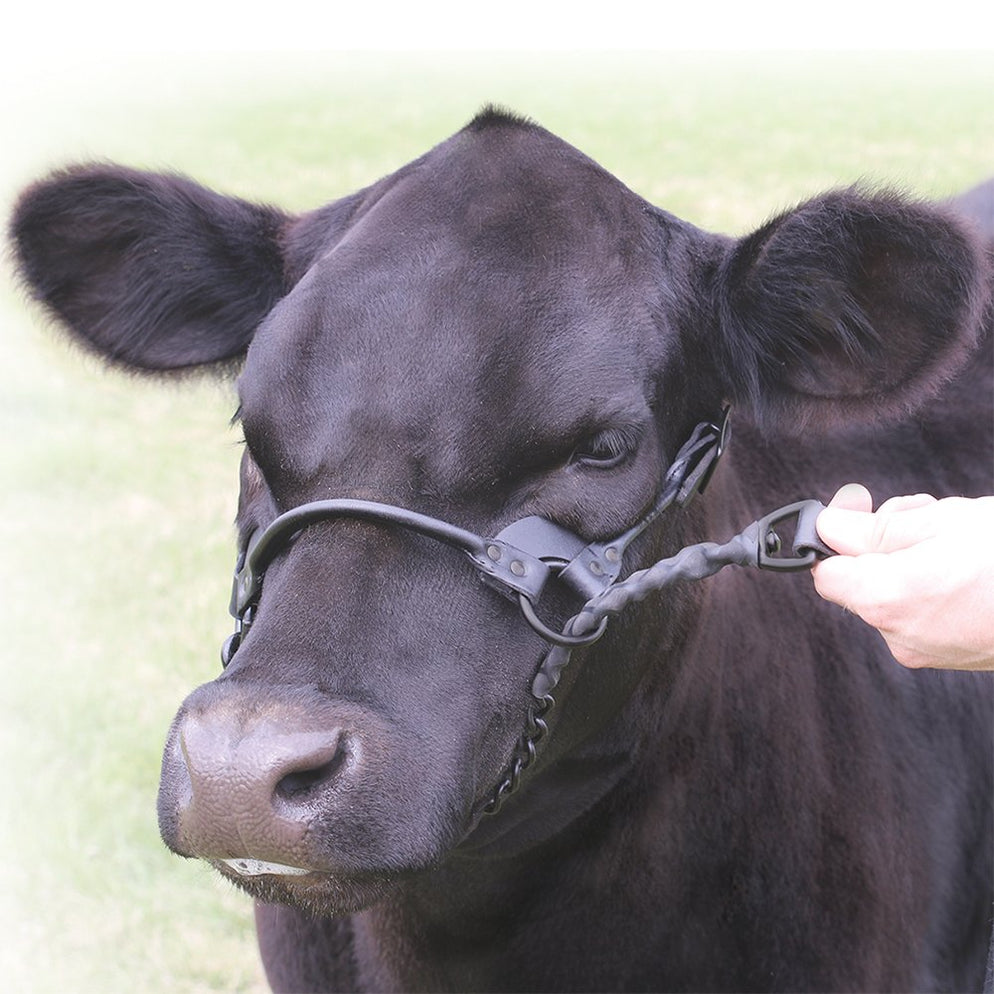 Sullivan Supply 1st Class Show Halter