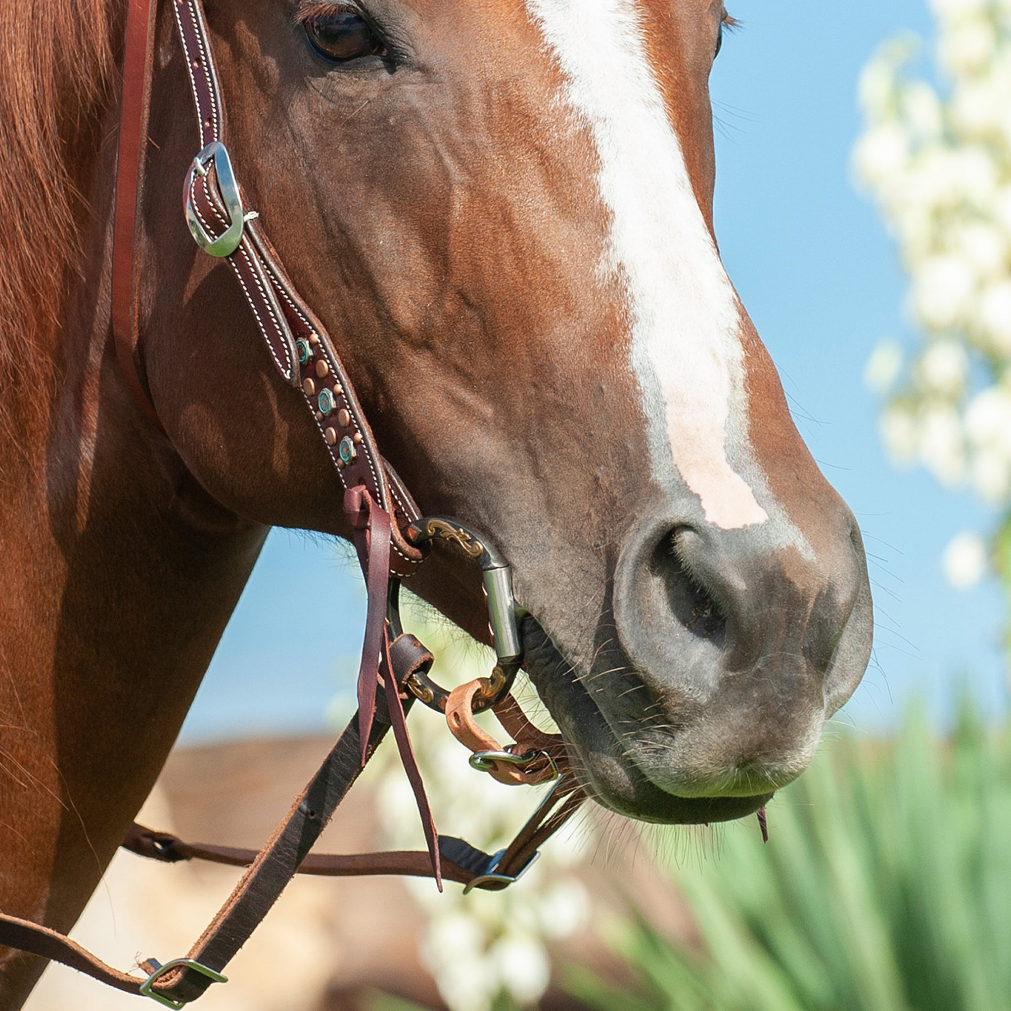 Classic Sherry Cervi Smooth Diamond D-Ring Snaffle Bit