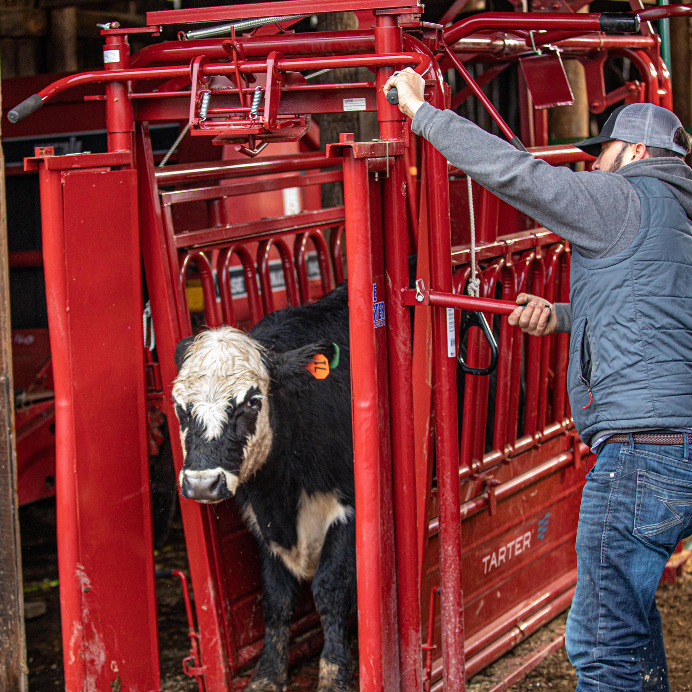 Tarter Cattlemaster Series 6 Squeeze Chute with Auto Headgate