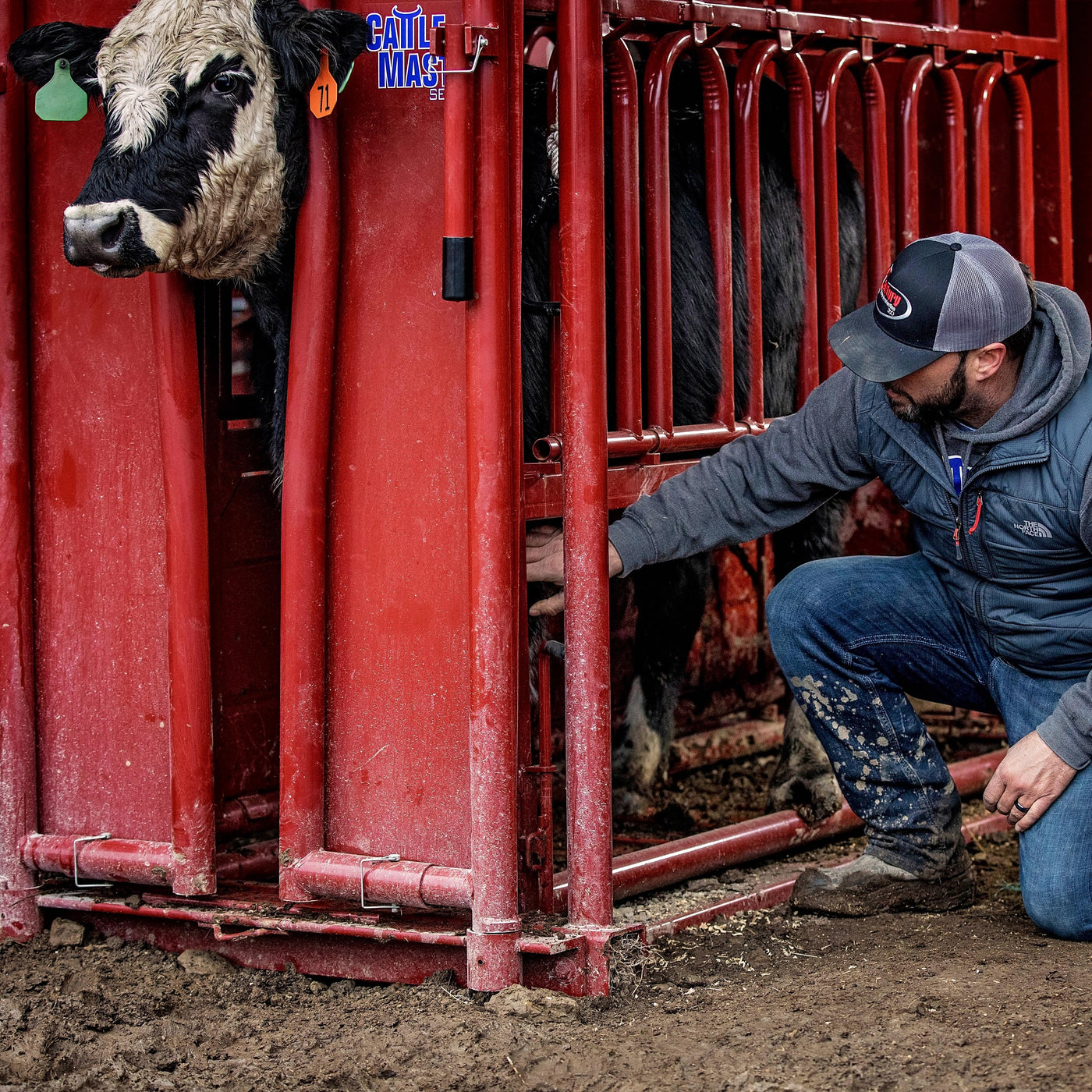 Tarter Cattlemaster Series 6 Squeeze Chute with Auto Headgate