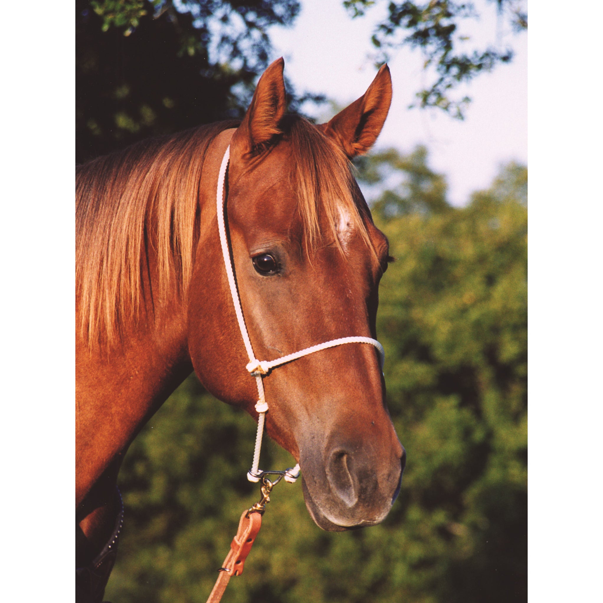 Headsetter for Horses | Purchase a Martin Saddlery Rope Head Setter for ...