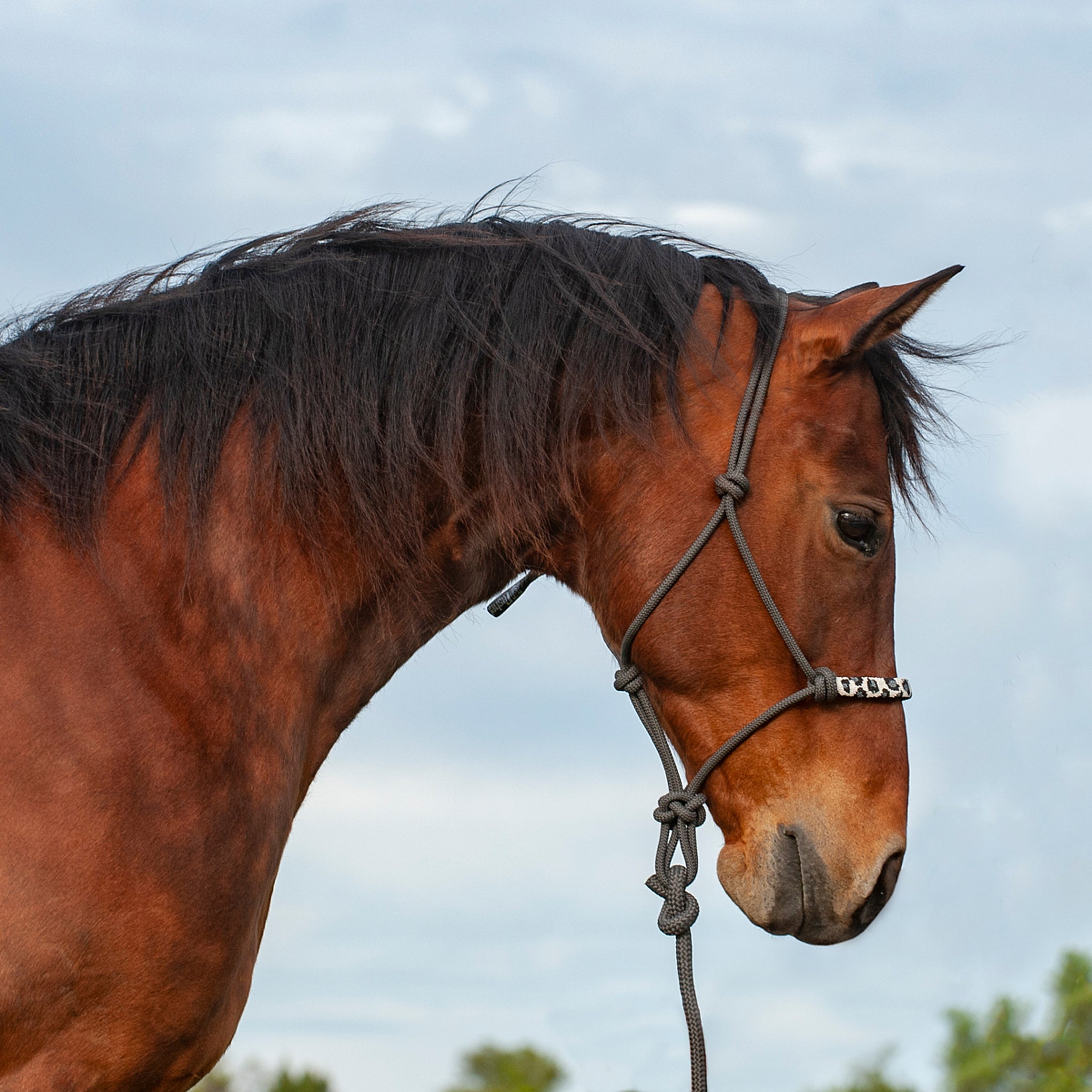 Cashel Company Grey Cheetah Beaded Nose Rope Halter/Lead