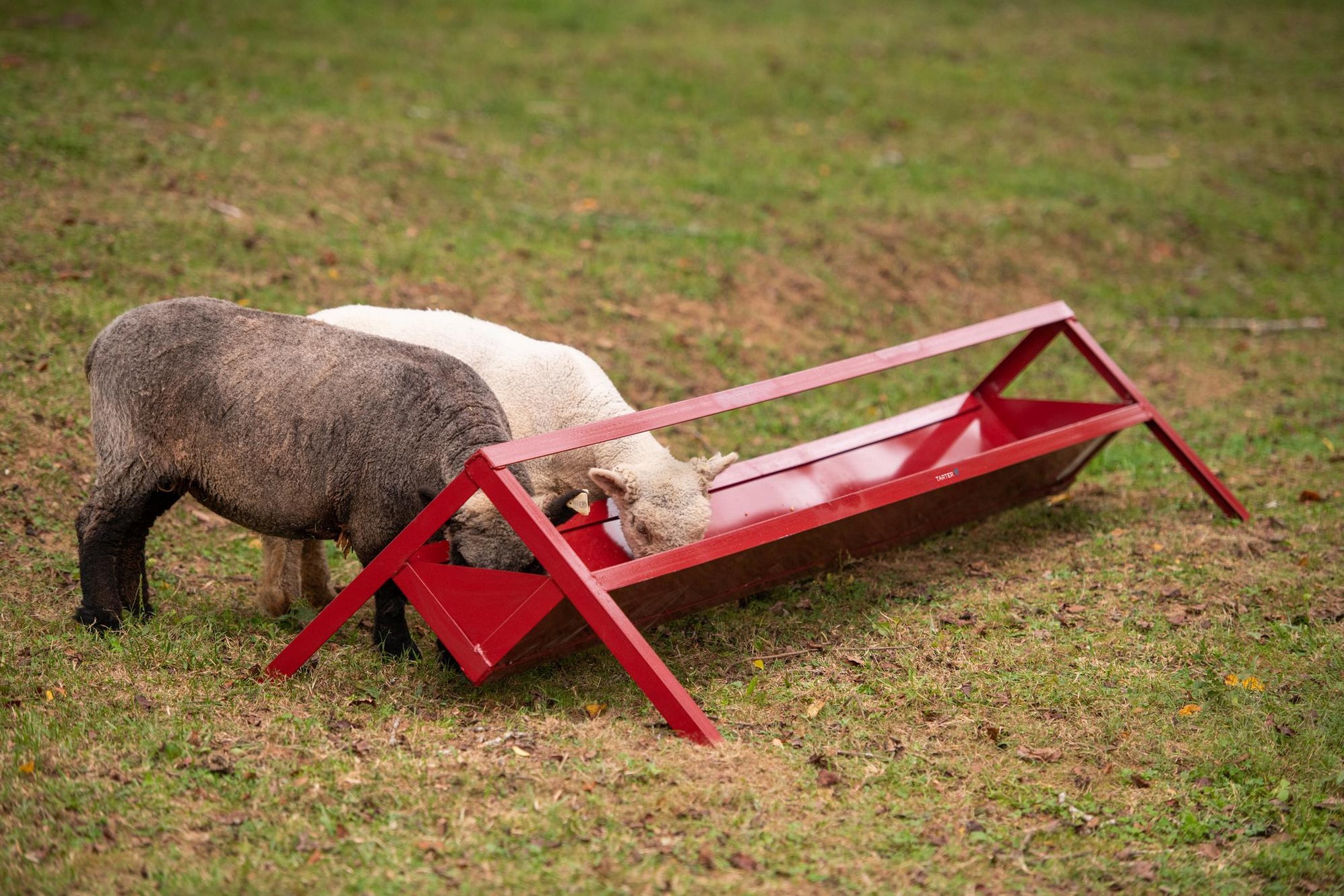 Tarter GOAT TROUGH FEEDER 8`